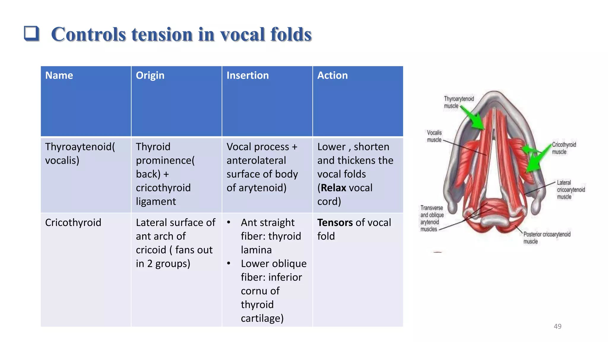 Anatomy of larynx and tracheobronchial tree | PPTX