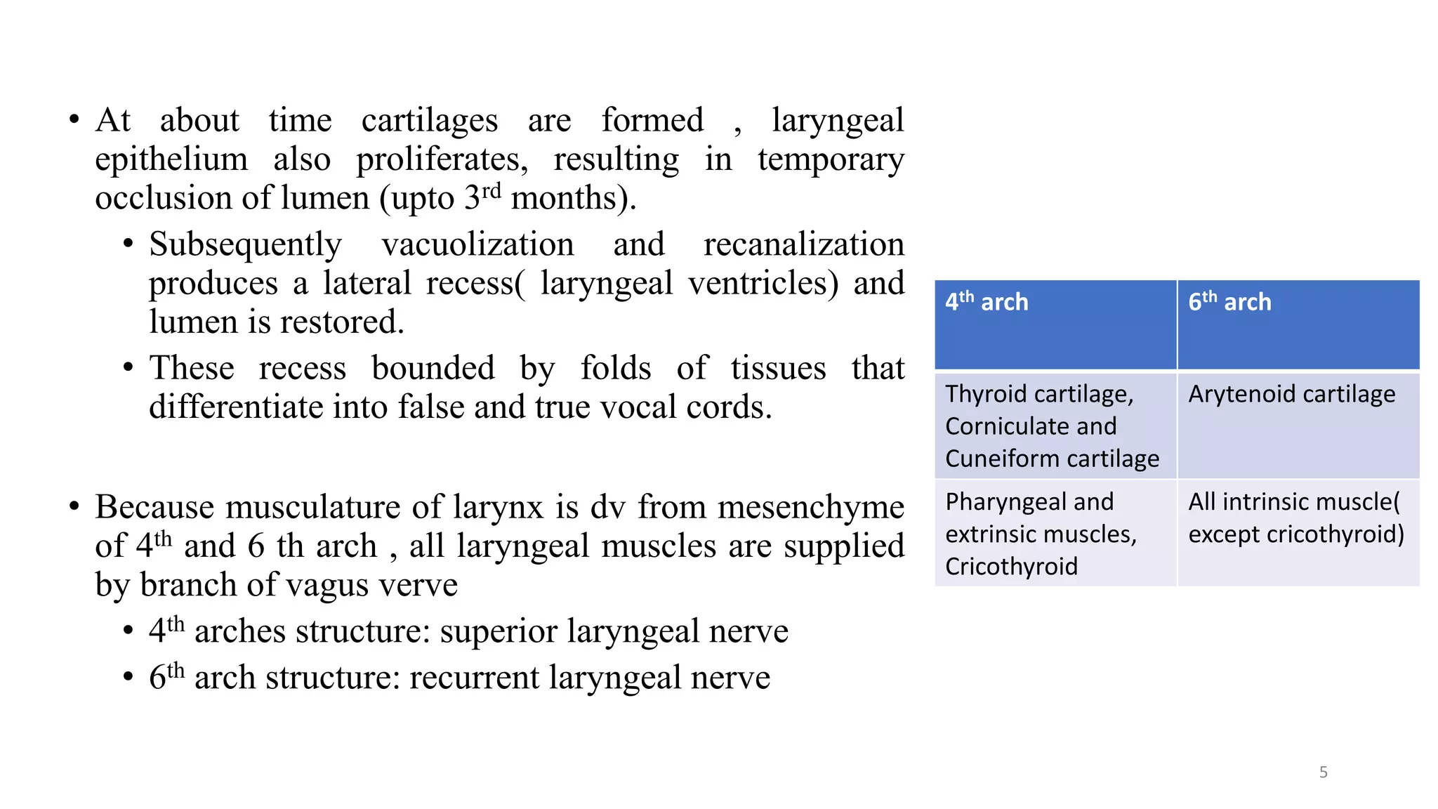 Anatomy of larynx and tracheobronchial tree | PPTX