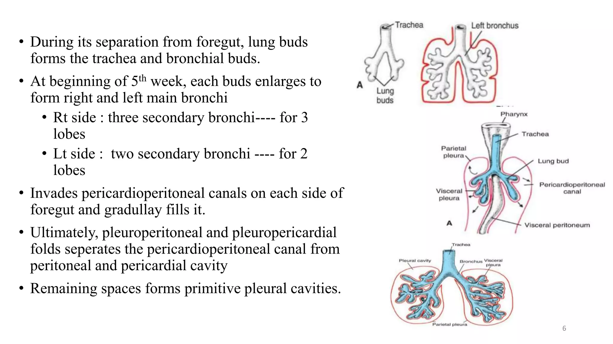 Anatomy of larynx and tracheobronchial tree | PPTX