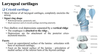 Anatomy of larynx and tracheobronchial tree | PPTX