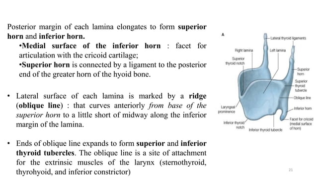 Anatomy of larynx and tracheobronchial tree | PPTX