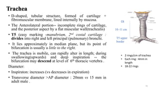 Anatomy of larynx and tracheobronchial tree | PPTX