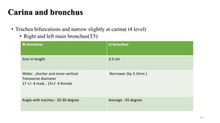 Anatomy of larynx and tracheobronchial tree | PPTX