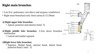 Anatomy of larynx and tracheobronchial tree | PPTX