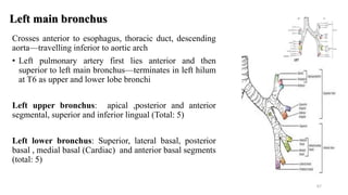 Anatomy of larynx and tracheobronchial tree | PPTX