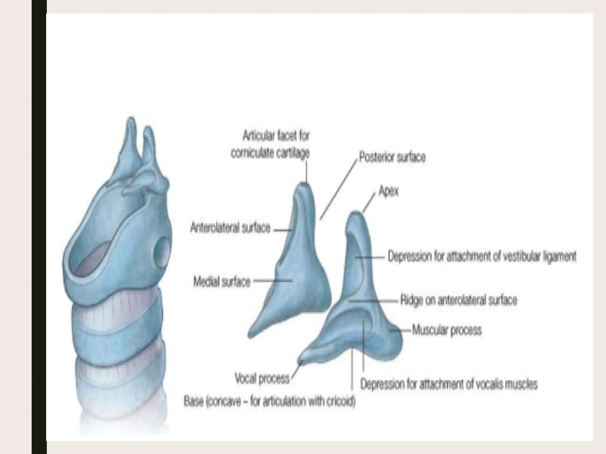 Anatomy of larynx with spaces w/n larynx | PPTX
