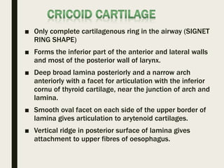 Anatomy of larynx with spaces w/n larynx | PPTX