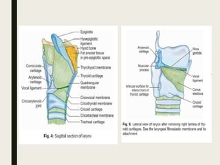 Anatomy of larynx with spaces w/n larynx | PPTX