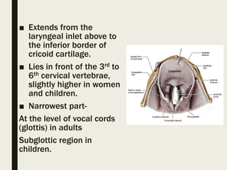 Anatomy of larynx with spaces w/n larynx | PPTX