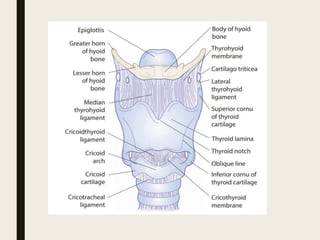 Anatomy of larynx with spaces w/n larynx | PPTX