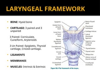 ANATOMY OF LARYNX with subsites and hidden areas .pptx