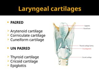 ANATOMY OF LARYNX with subsites and hidden areas .pptx