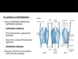 ANATOMY OF LARYNX with subsites and hidden areas .pptx