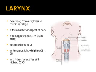 ANATOMY OF LARYNX with subsites and hidden areas .pptx
