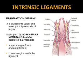 ANATOMY OF LARYNX with subsites and hidden areas .pptx