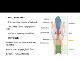 ANATOMY OF LARYNX with subsites and hidden areas .pptx