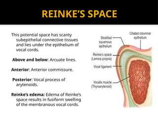 ANATOMY OF LARYNX with subsites and hidden areas .pptx
