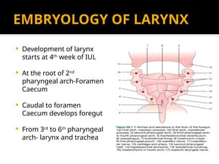 ANATOMY OF LARYNX with subsites and hidden areas .pptx