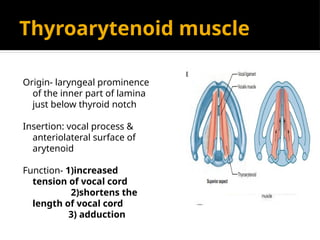 ANATOMY OF LARYNX with subsites and hidden areas .pptx