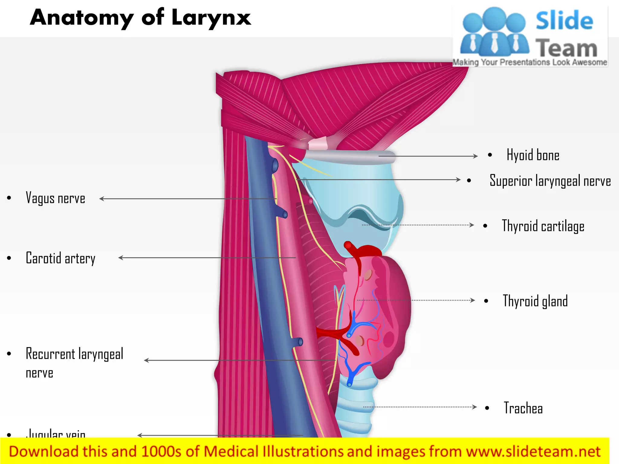 Anatomy of larynx medical images for power point | PDF