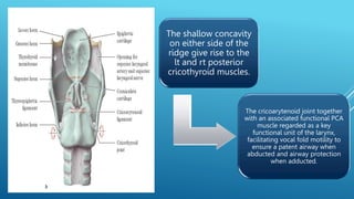 ANATOMY OF LARYNX meeee final.pptx