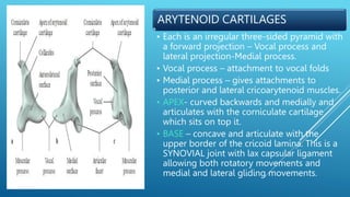 ANATOMY OF LARYNX meeee final.pptx