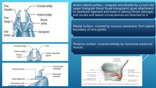 ANATOMY OF LARYNX meeee final.pptx