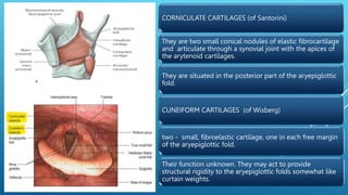 ANATOMY OF LARYNX meeee final.pptx