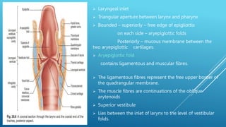 ANATOMY OF LARYNX meeee final.pptx