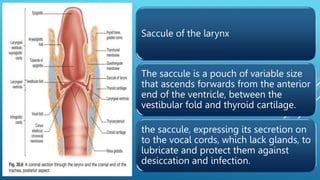 ANATOMY OF LARYNX meeee final.pptx