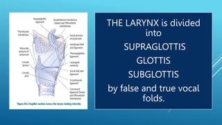 ANATOMY OF LARYNX meeee final.pptx | Thyroid Disorders | Endocrine and ...