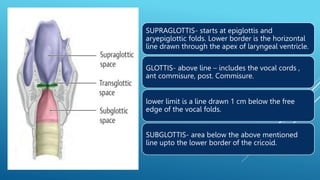 ANATOMY OF LARYNX meeee final.pptx