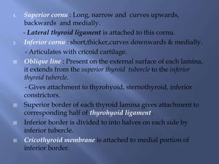 Anatomy of larynx & physiology, 29.08.16, dr.bakshi | PPTX