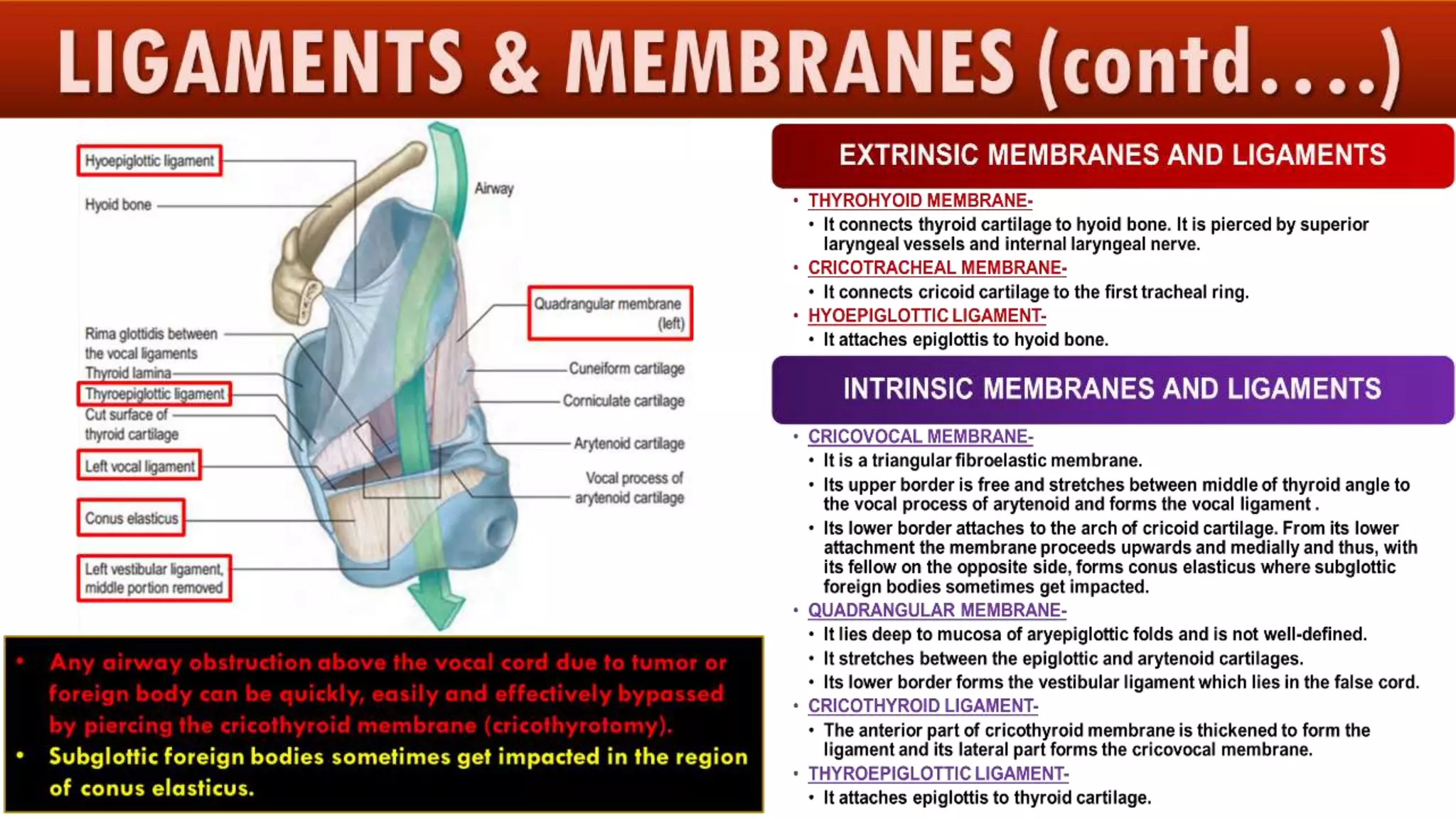 Anatomy of larynx & physiology of phonation | PPT