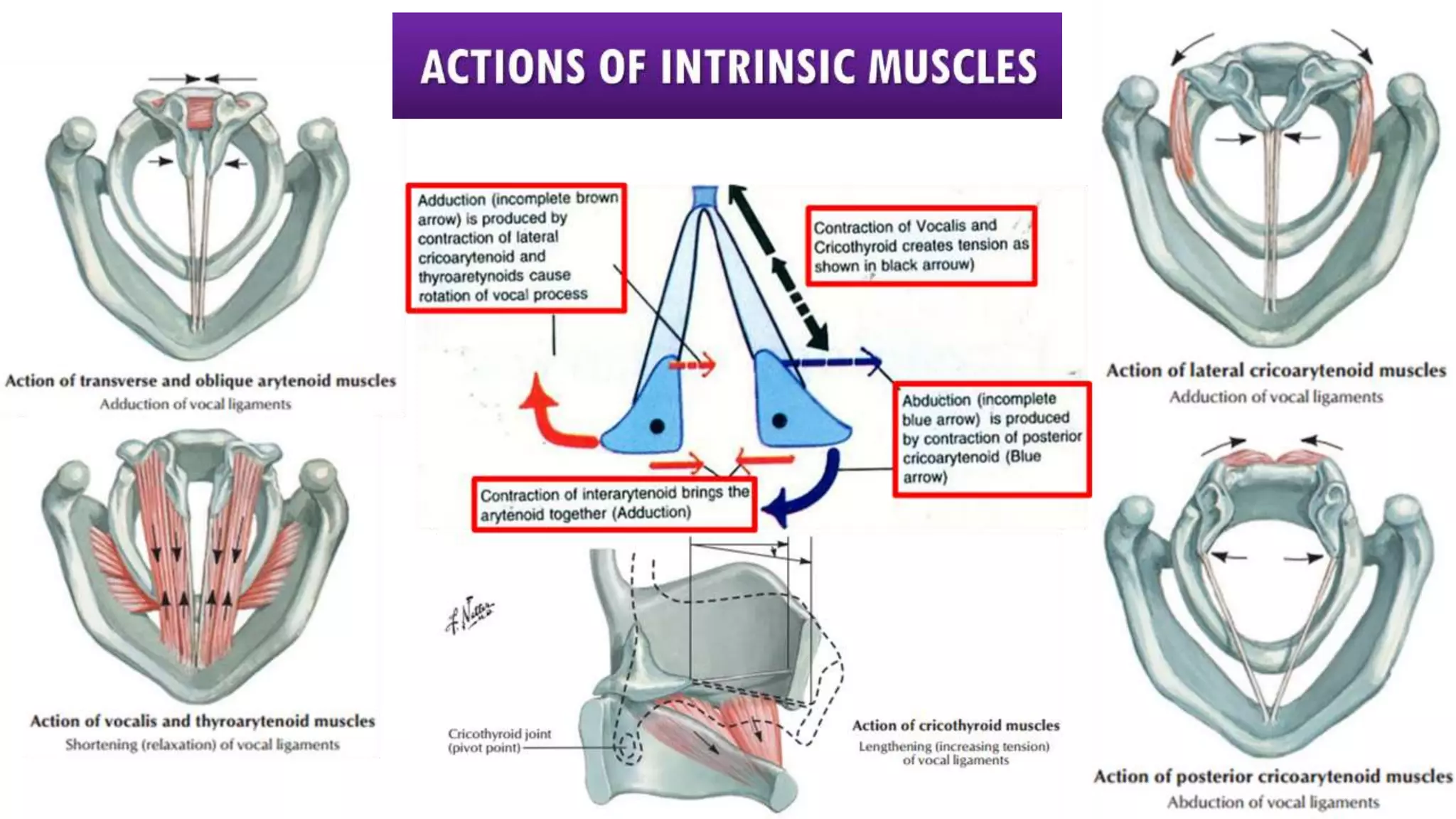 Anatomy of larynx & physiology of phonation | PPT