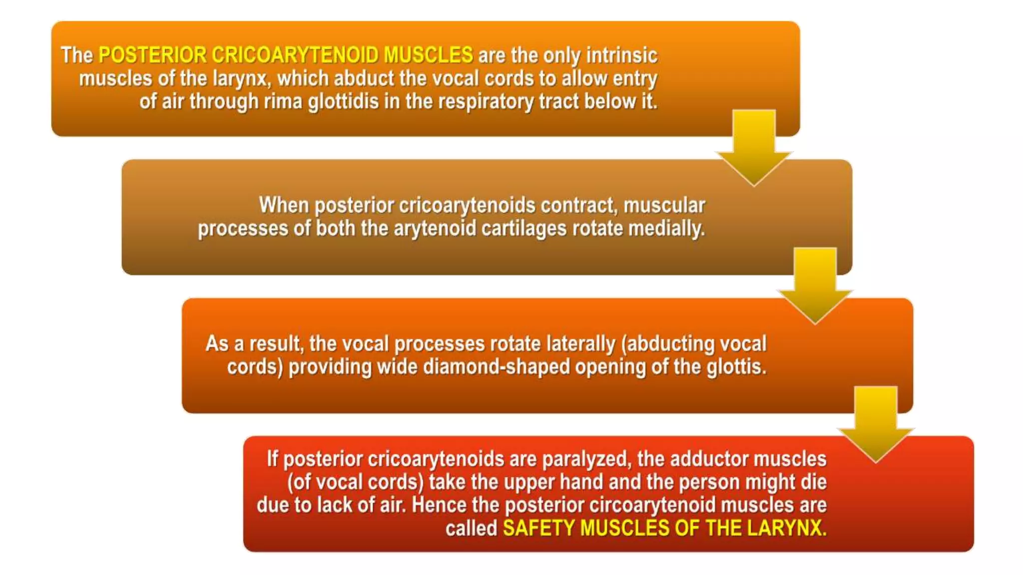 Anatomy of larynx & physiology of phonation | PPT