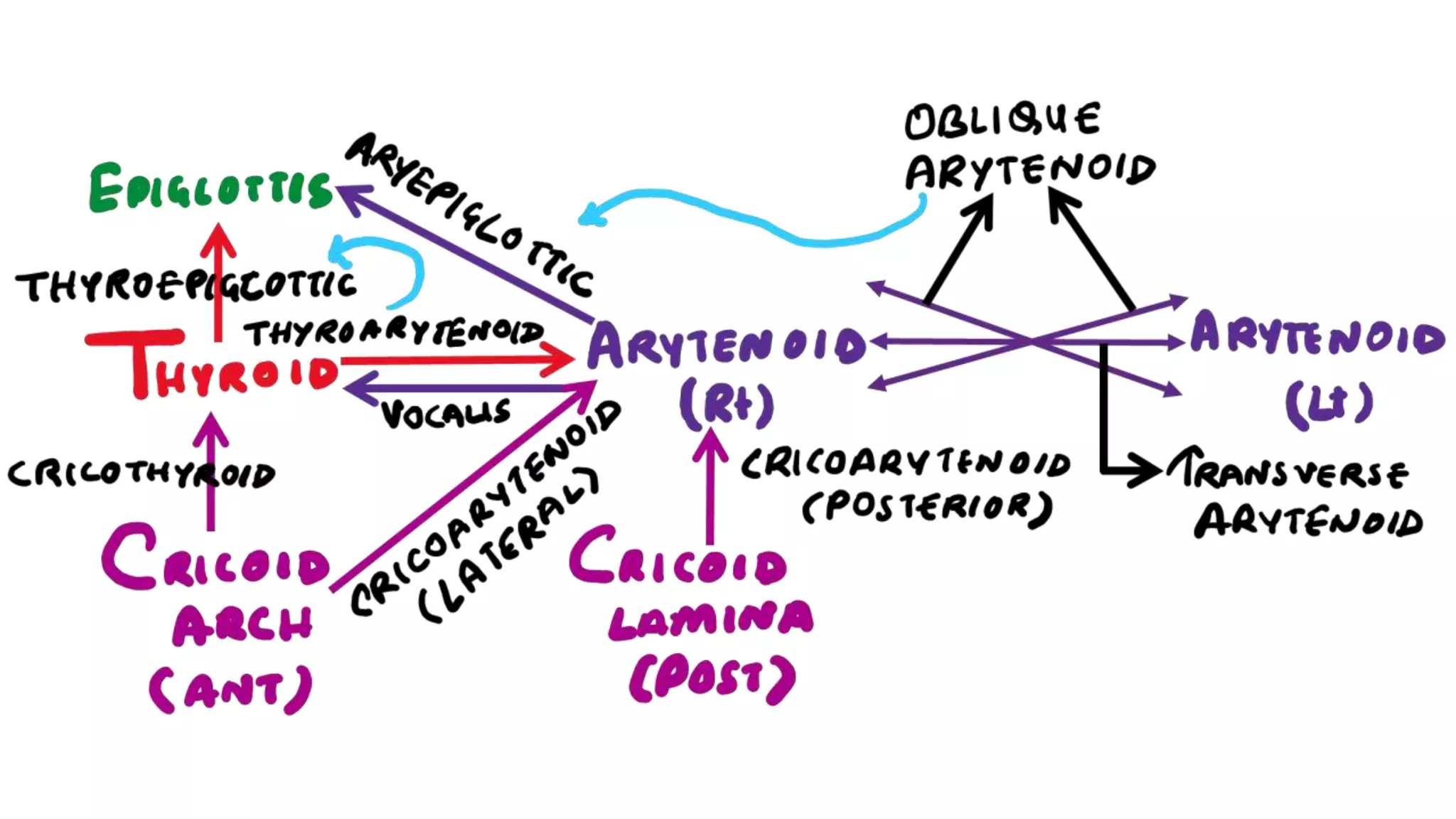 Anatomy of larynx & physiology of phonation | PPT