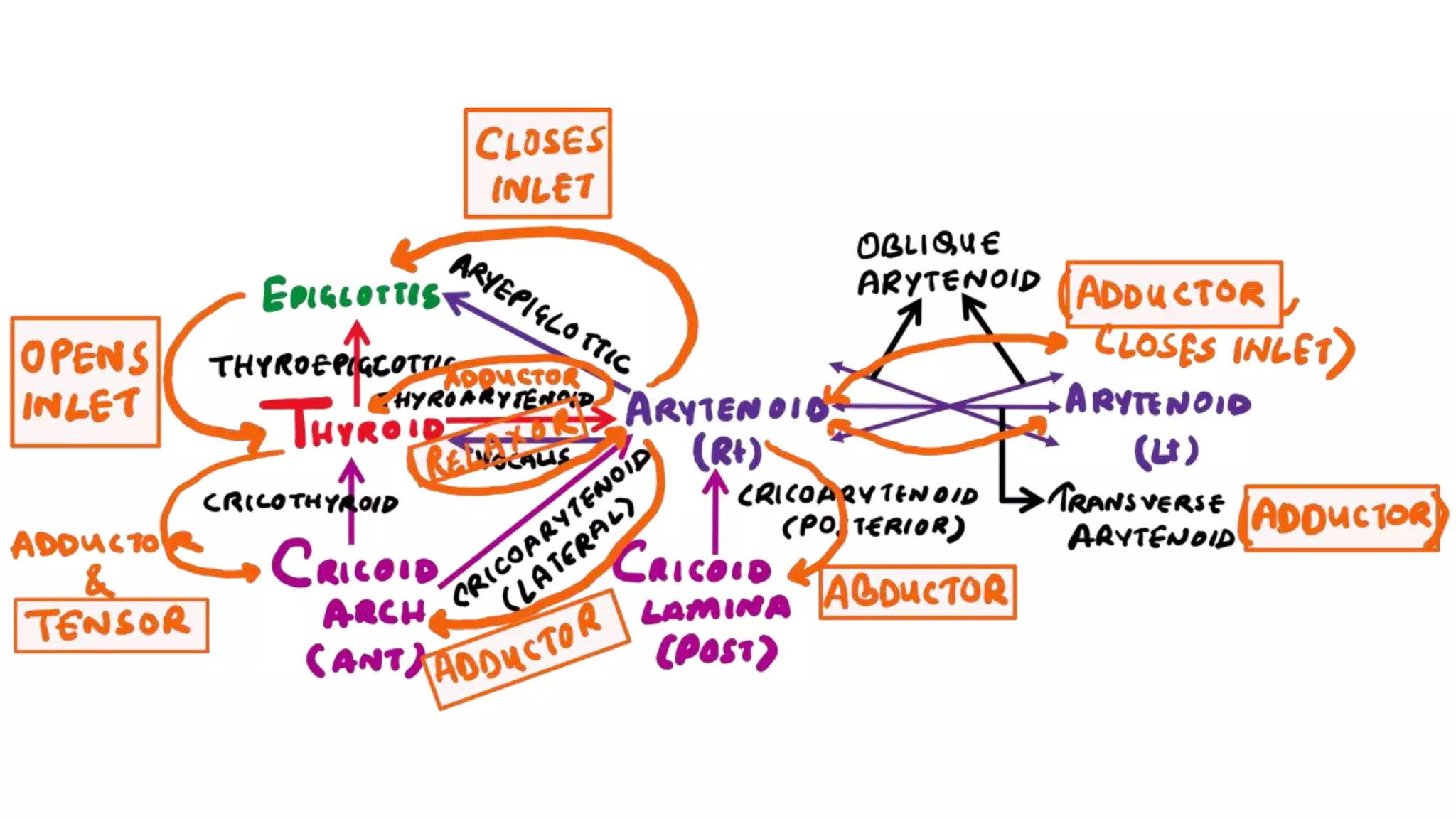 Anatomy of larynx & physiology of phonation | PPT