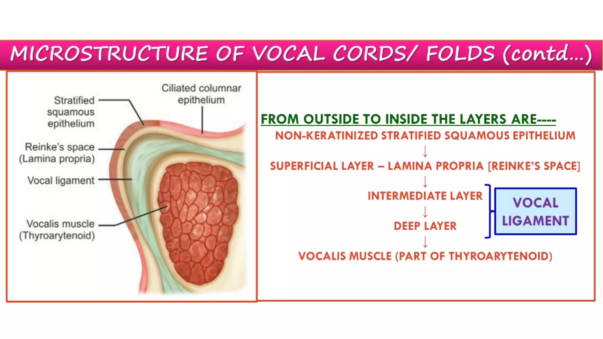 Anatomy of larynx & physiology of phonation | PPT