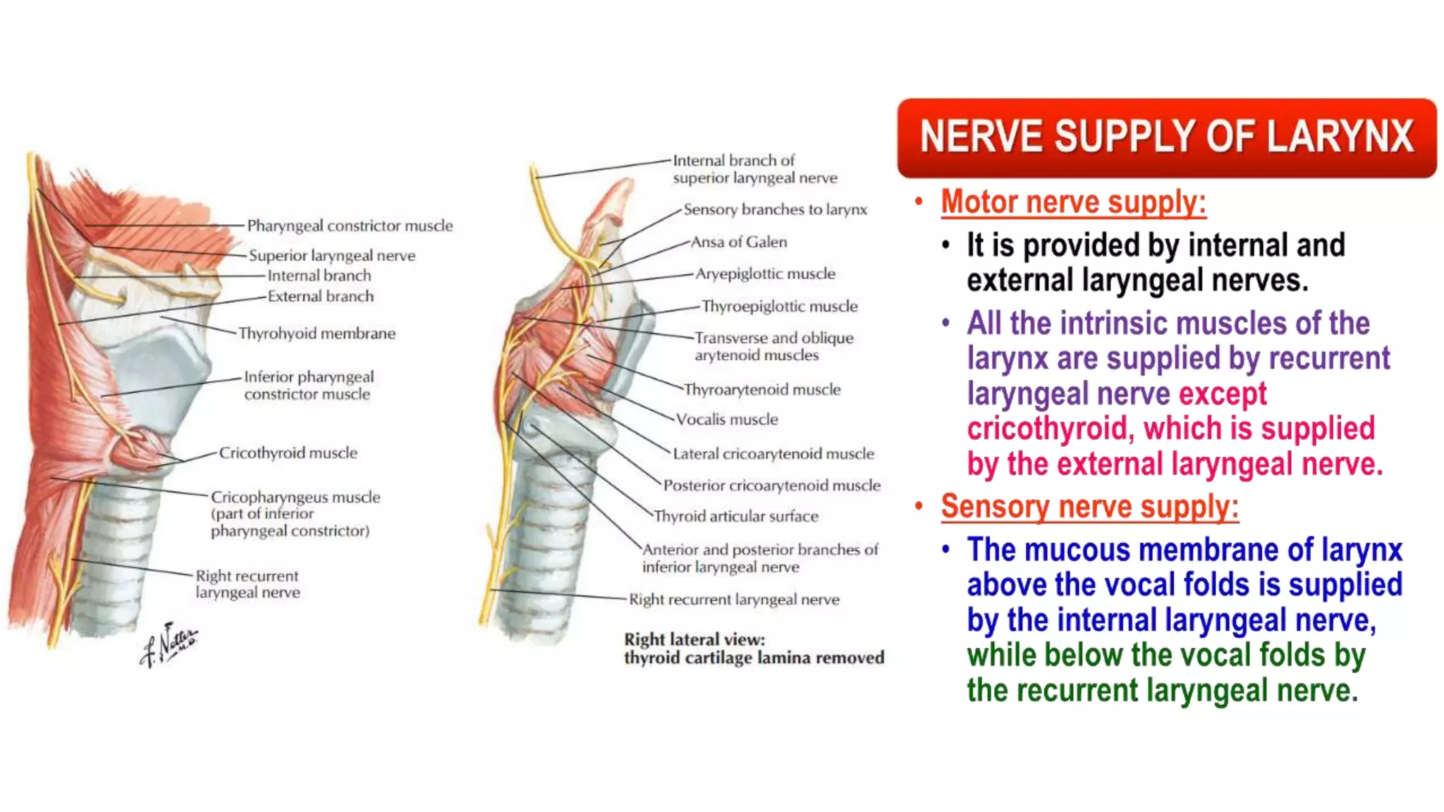 Anatomy of larynx & physiology of phonation | PPT