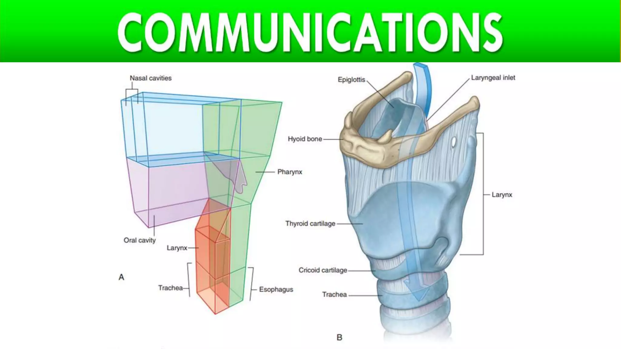 Anatomy of larynx & physiology of phonation | PPT