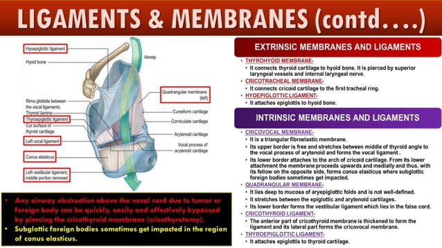Anatomy of larynx & physiology of phonation | PPT