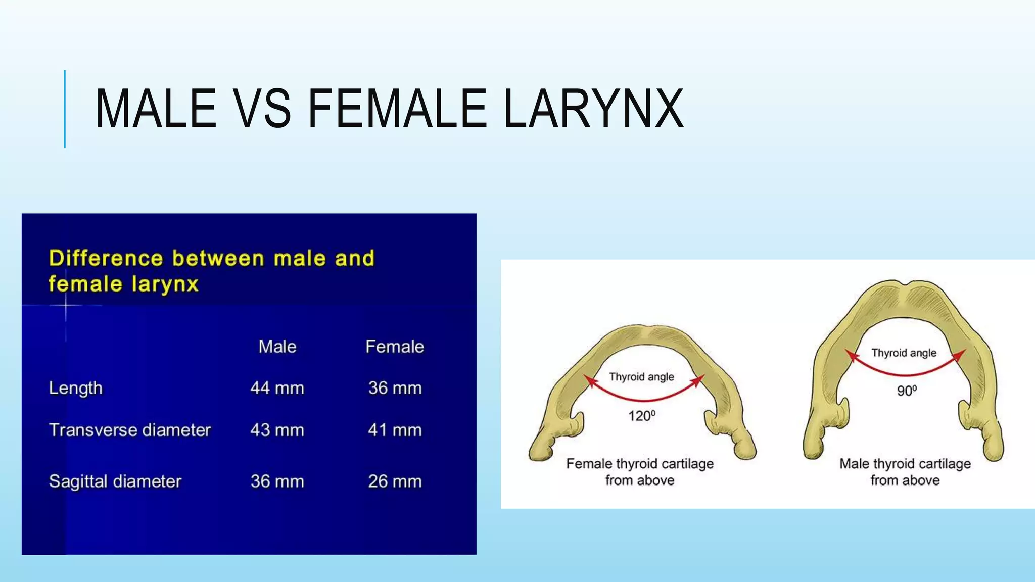 Anatomy of larynx ppt | PPTX