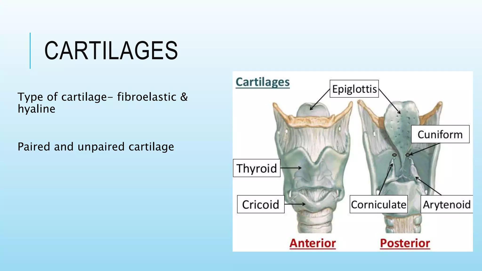 Anatomy of larynx ppt | PPTX