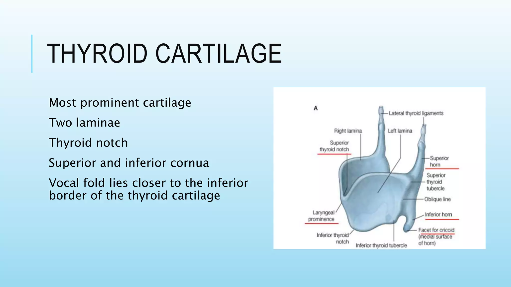Anatomy of larynx ppt | PPTX