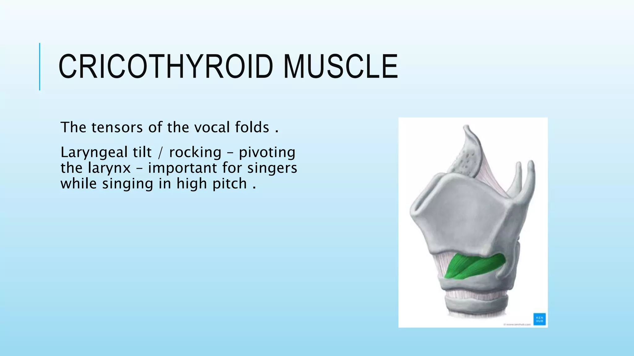 Anatomy of larynx ppt | PPTX