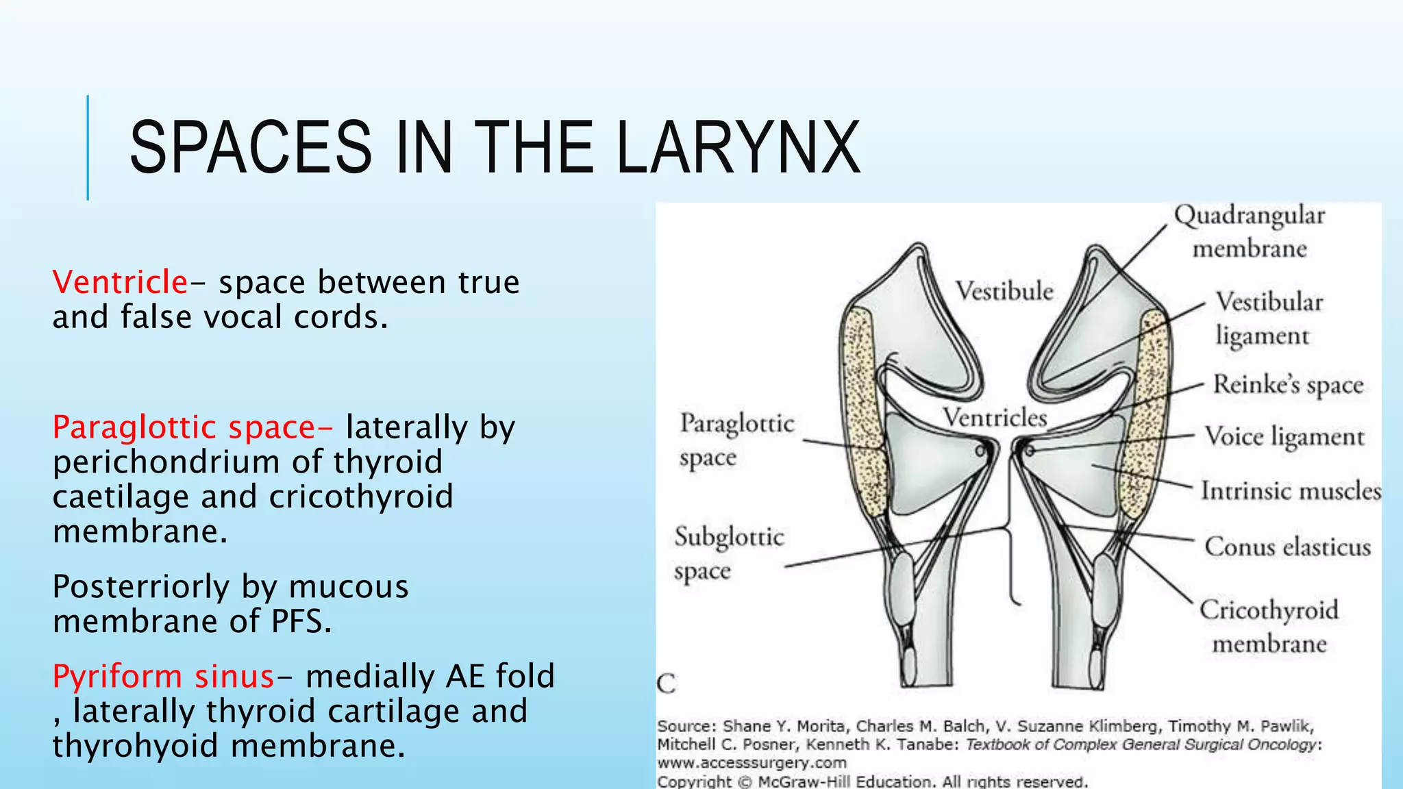 Anatomy of larynx ppt | PPTX
