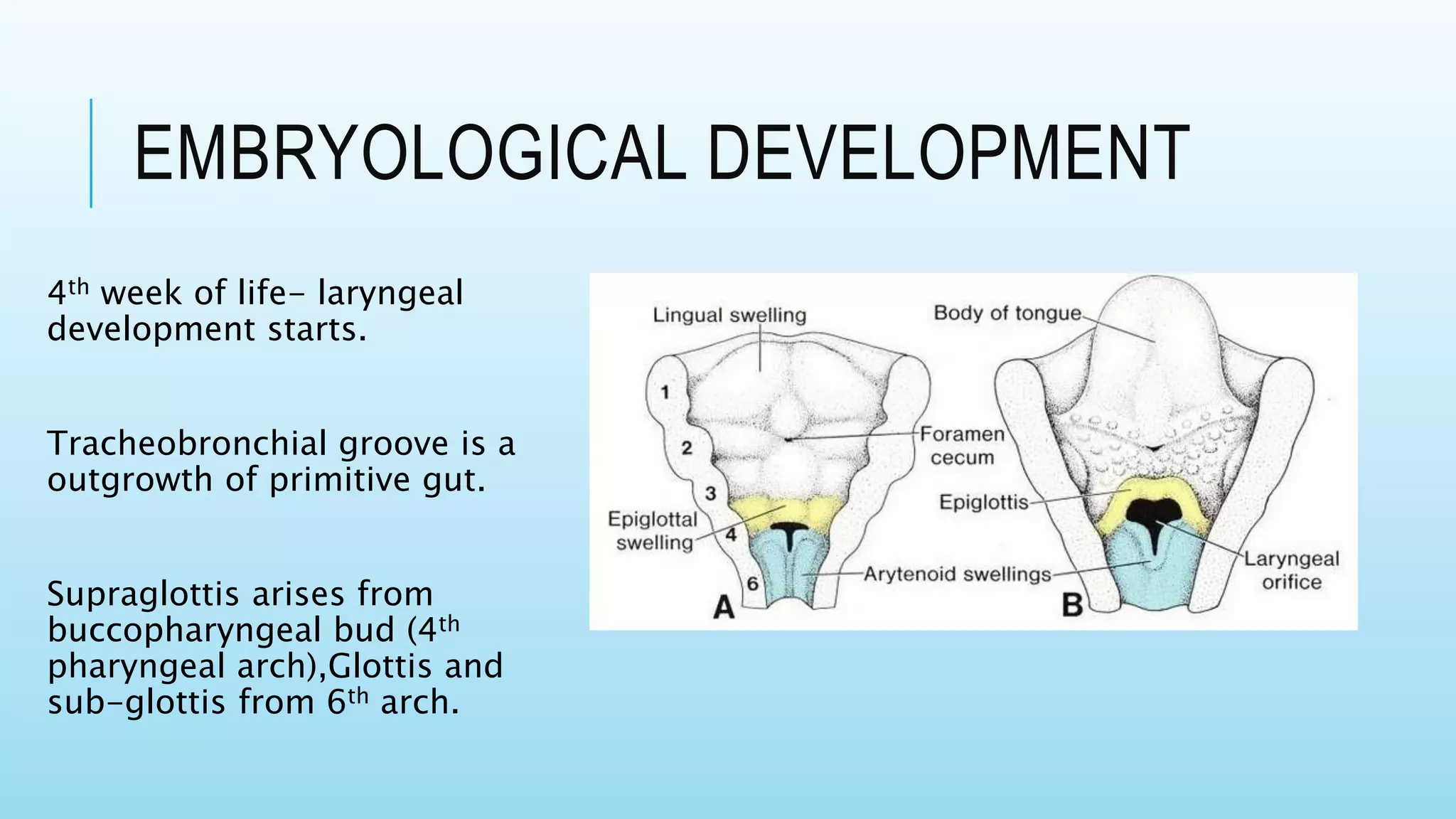 Anatomy of larynx ppt | PPTX