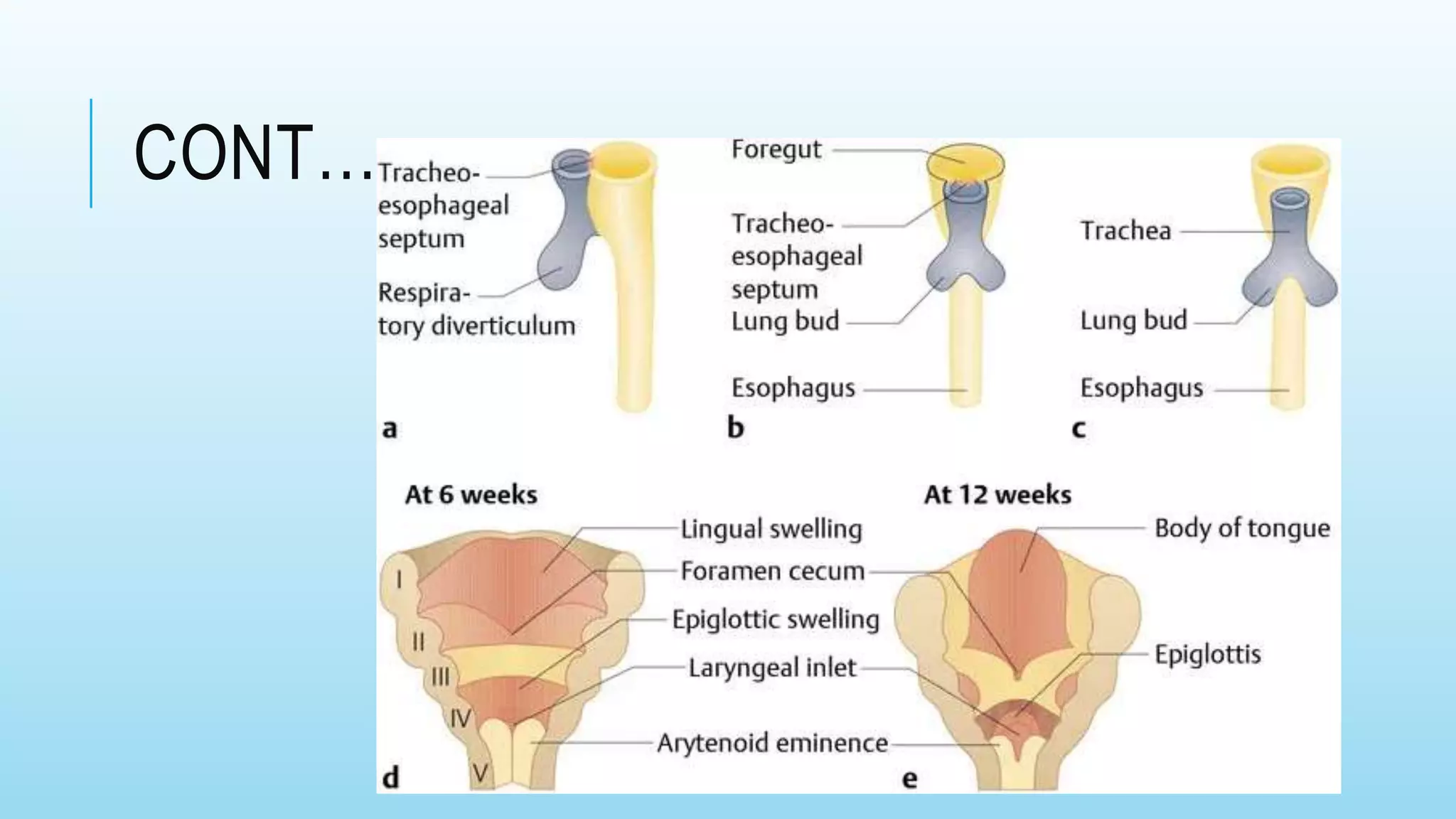 Anatomy of larynx ppt | PPTX