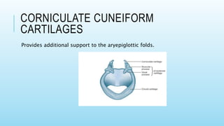 Anatomy of larynx ppt | PPTX